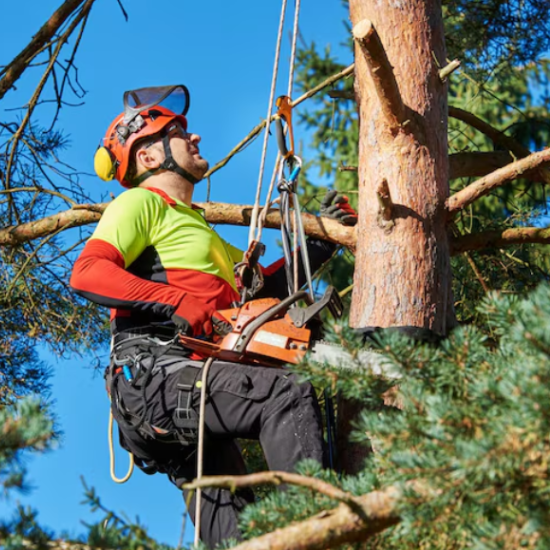 Tree Workers of Phoenix: Phoenix's Professional Tree Service ...